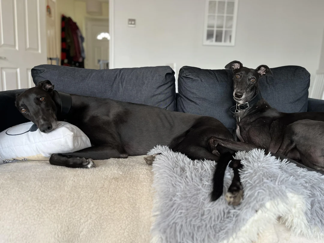 I disturbed their mid-afternoon nap 😴 | Scrolller