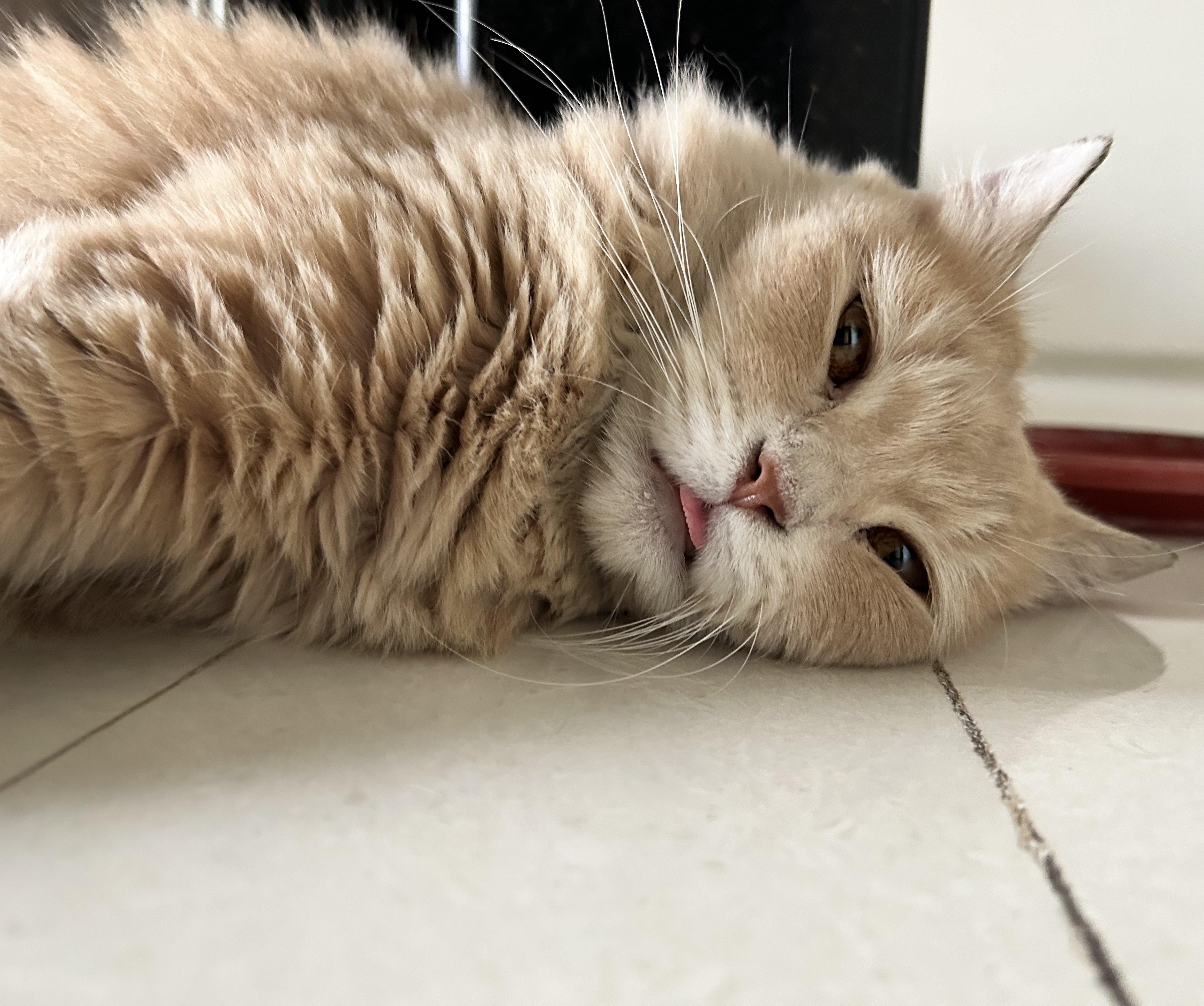 Stoned on catnip blep | Scrolller
