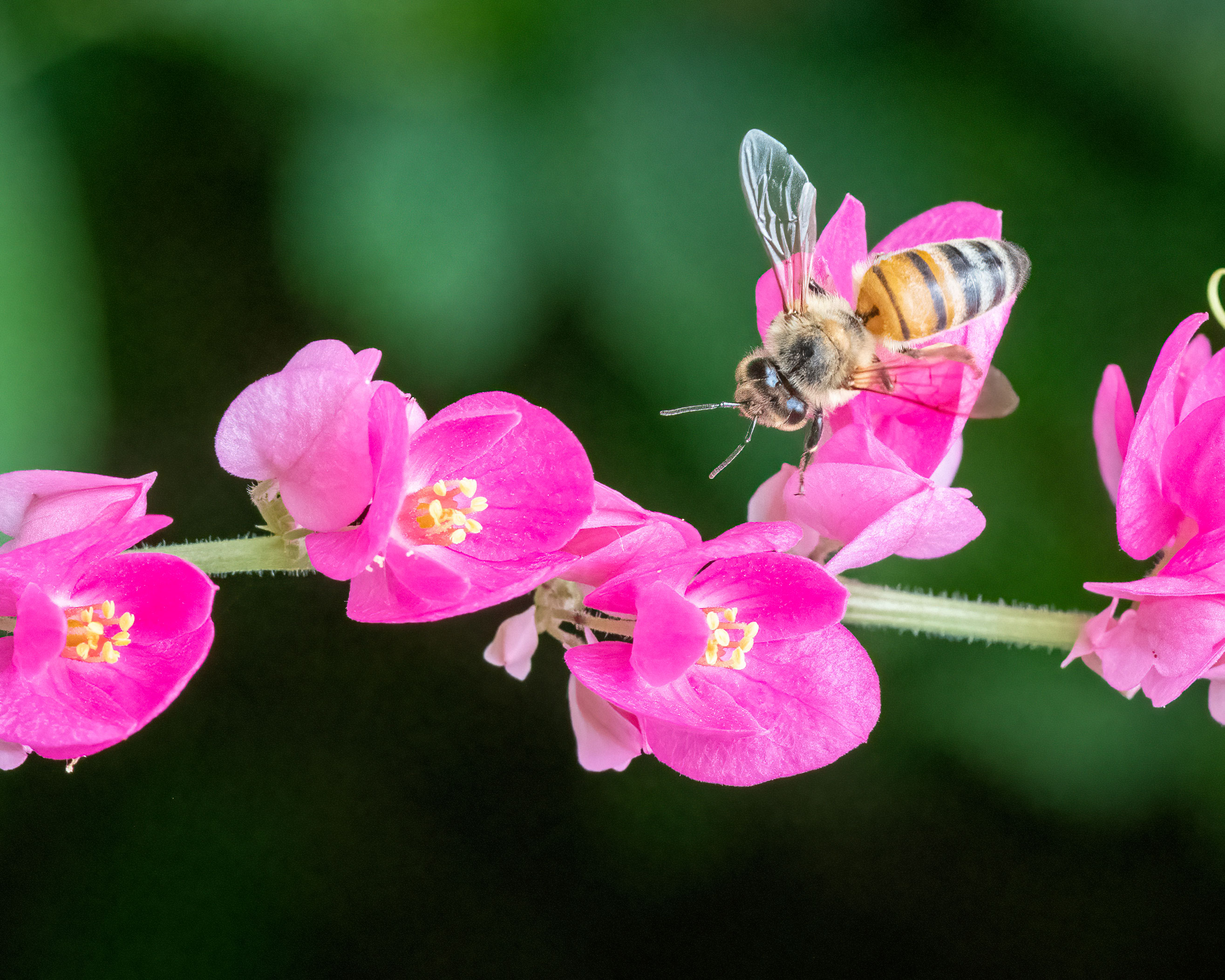 Backyard bee | Scrolller