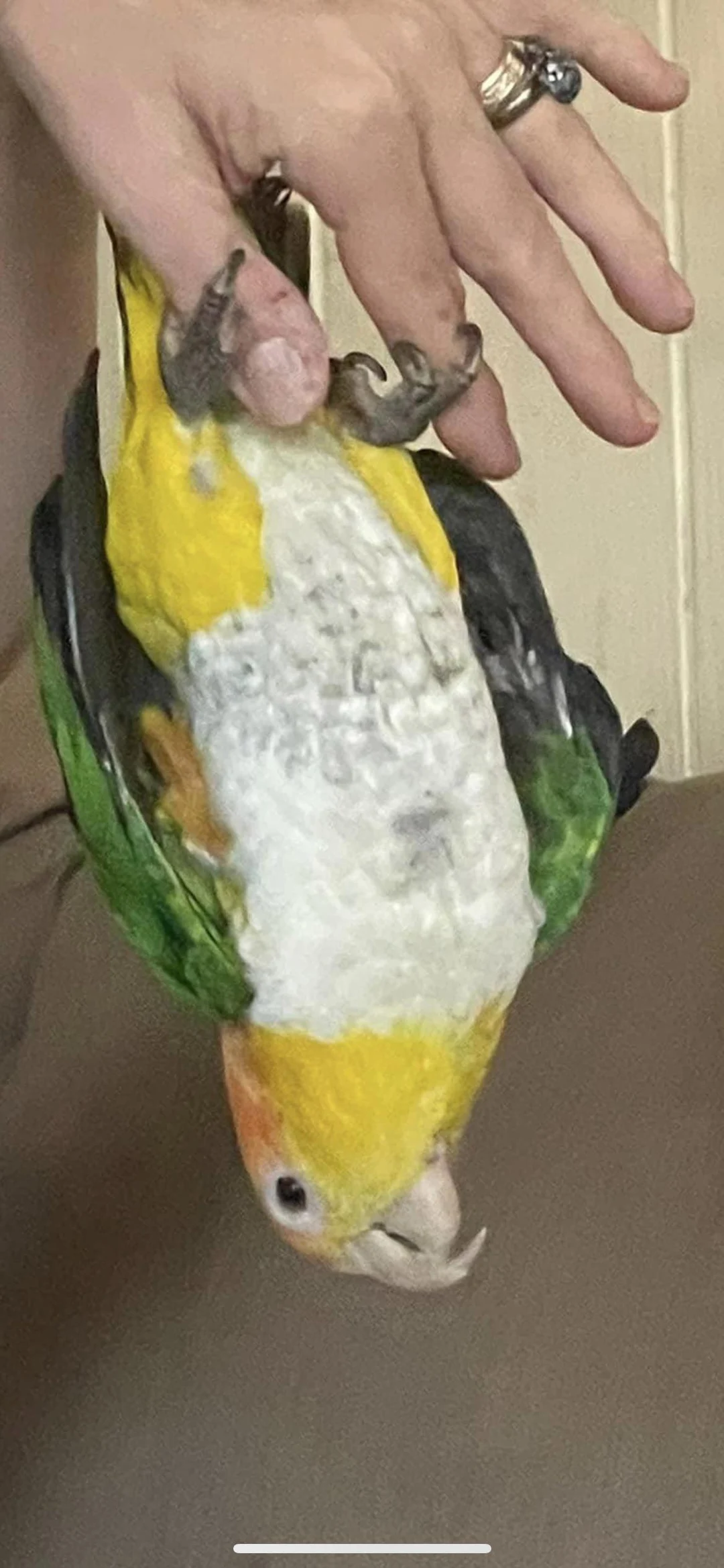 Bat Bird!! | Scrolller