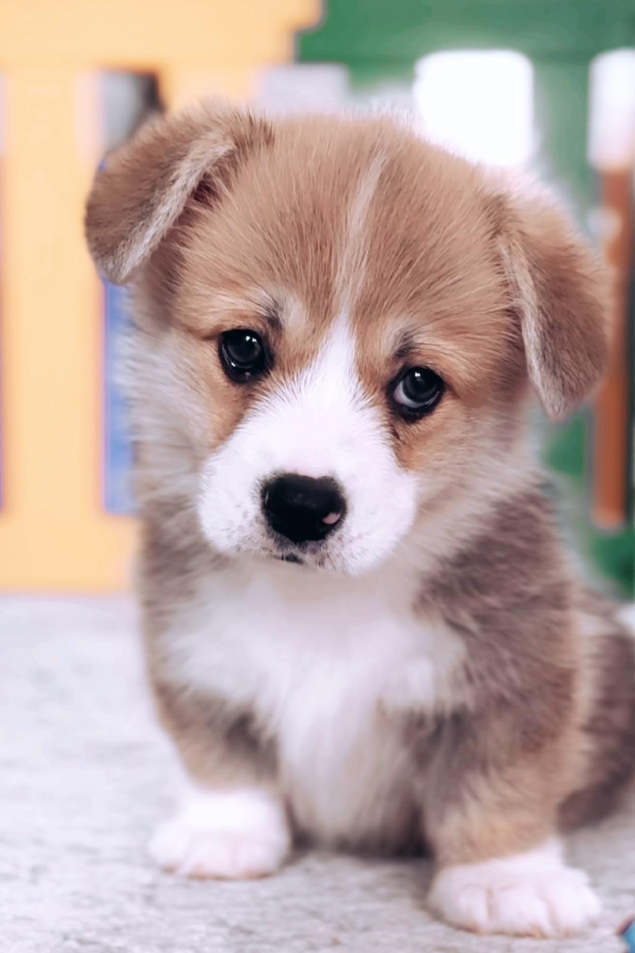 Gotcha Day ~ Birdie 🐝 | Scrolller