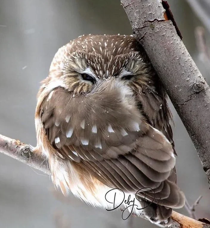 Superb owl in the cold | Scrolller