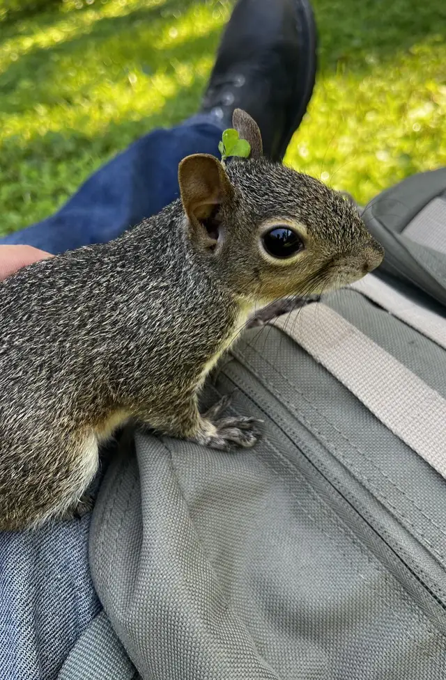 Penelope “Lopey” Squirrel | Scrolller
