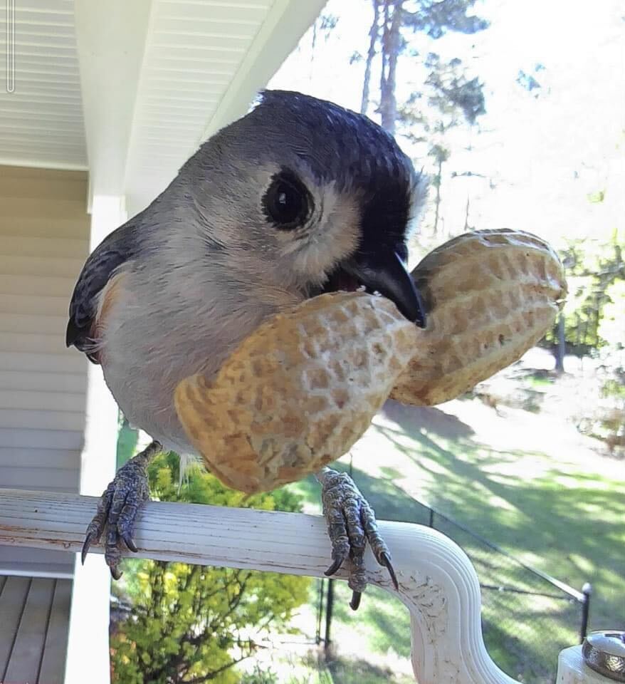 Tufted Titmouse vs. peanut | Scrolller