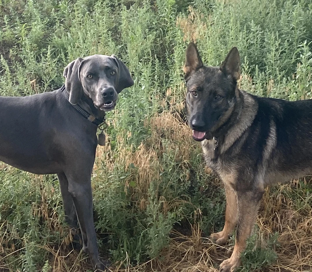 Bunson and Hoagie managed to somehow make this pose…. | Scrolller