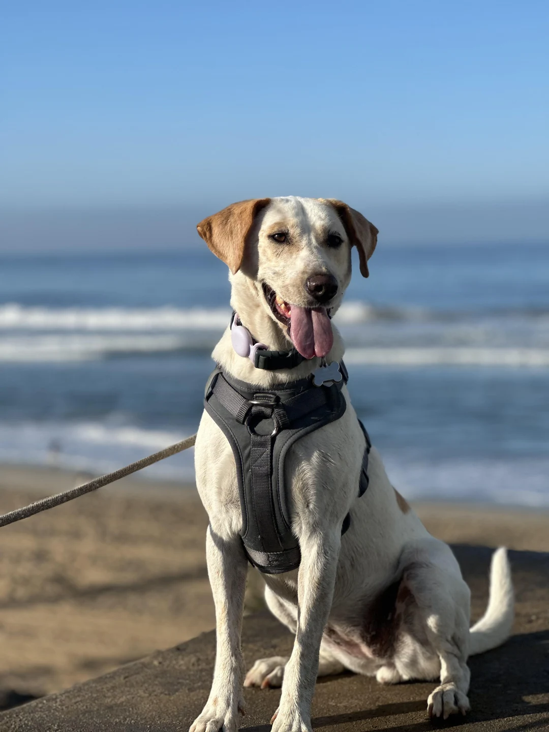 This is Mia. She’s a mixed rescue from Mexico. Can you guess what her dominant breeds are ...