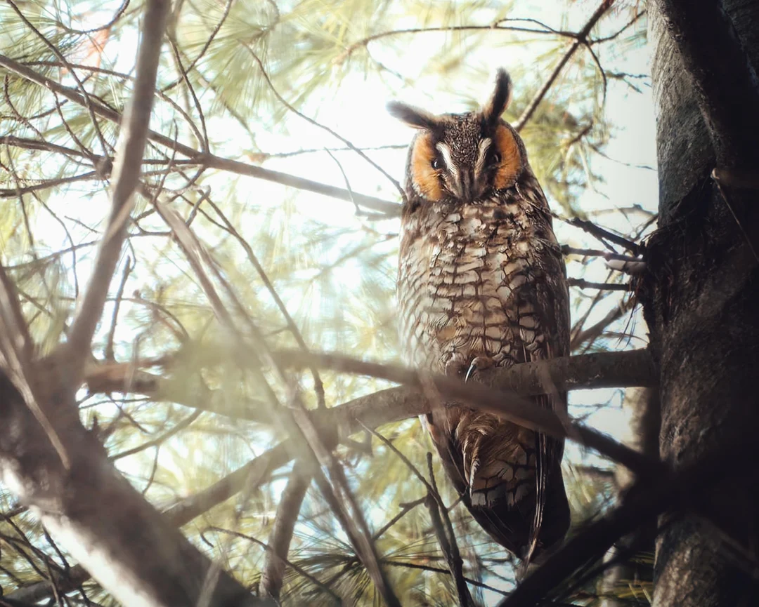 A Long-Eared Owl I photographed in QC-Canada | Scrolller