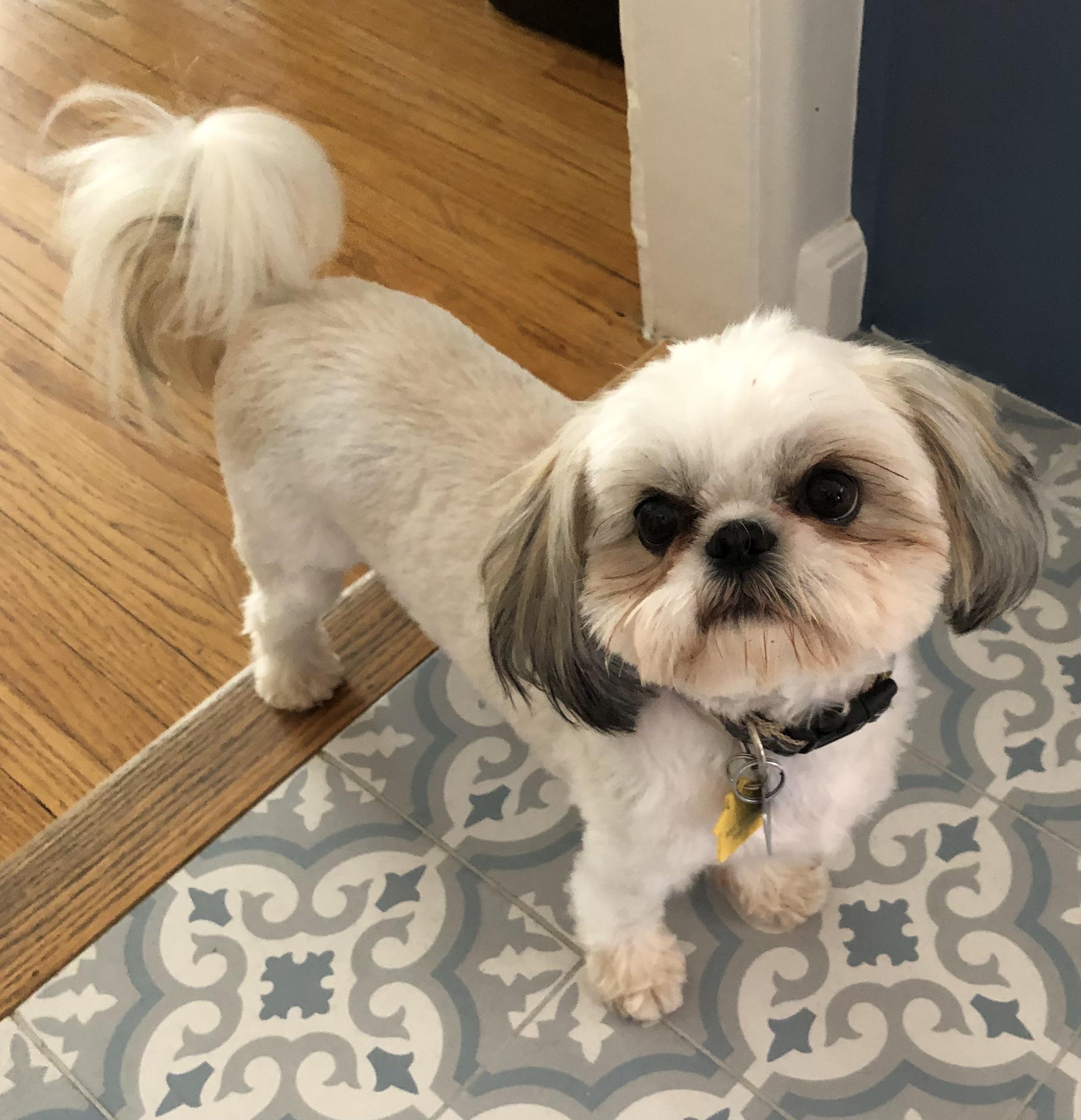 I’ve heard stories of Tzu’s being picky eaters, but listen to this | Scrolller