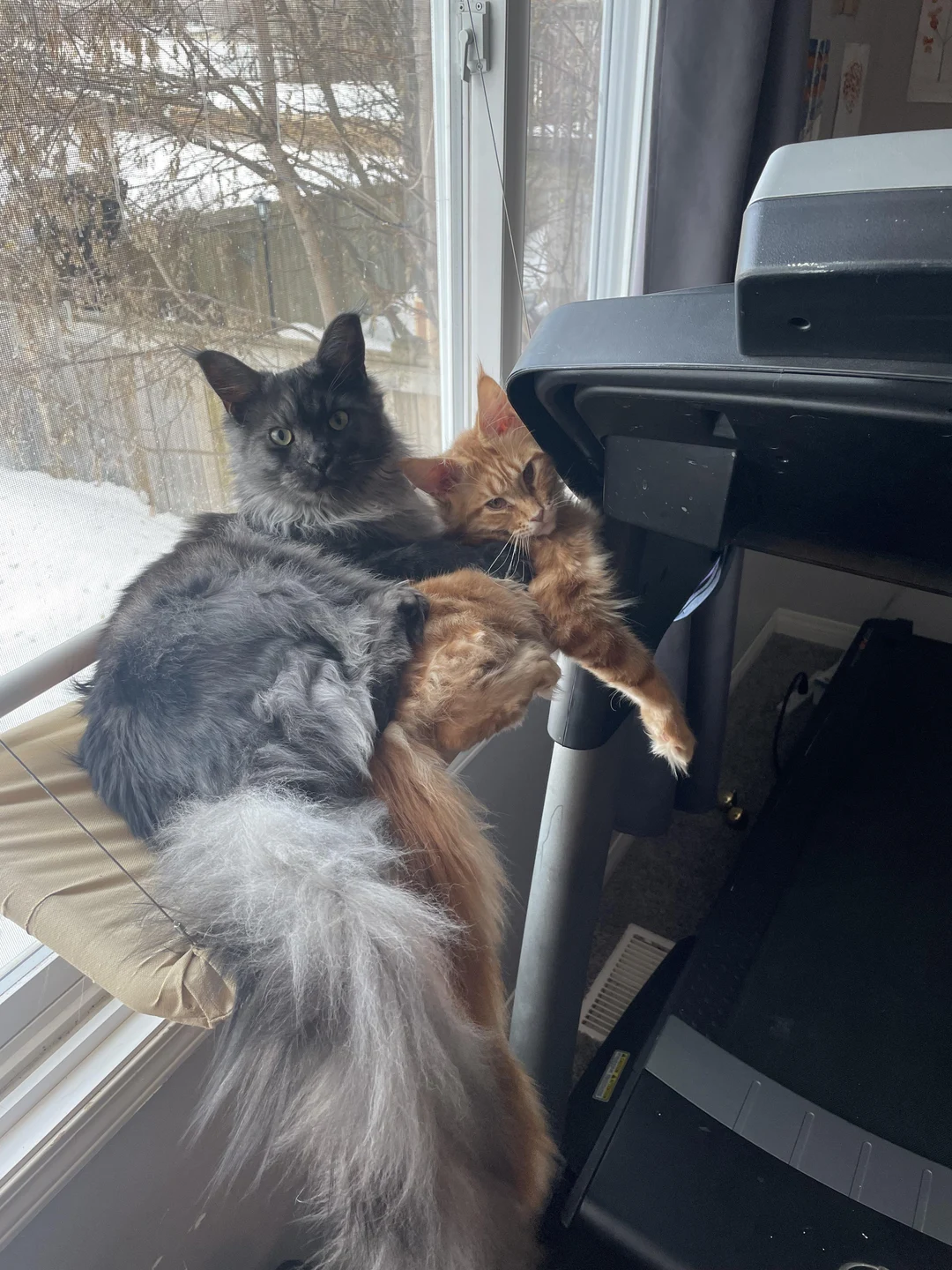 Link and frank 11 and 6 months | Scrolller