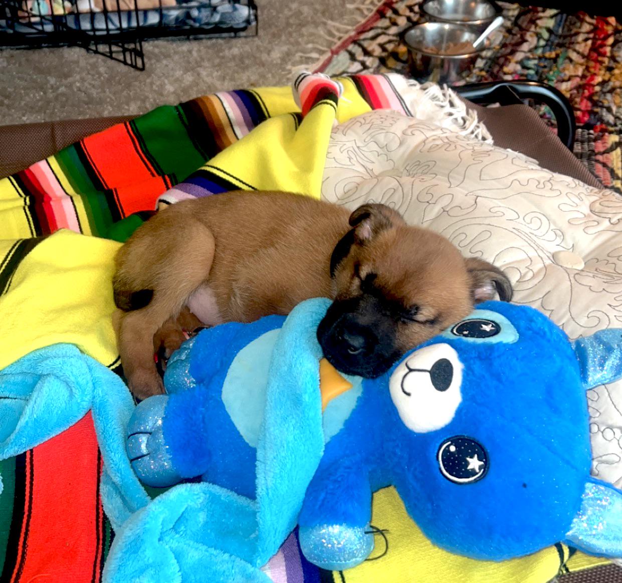 Nap time with her bff :) | Scrolller