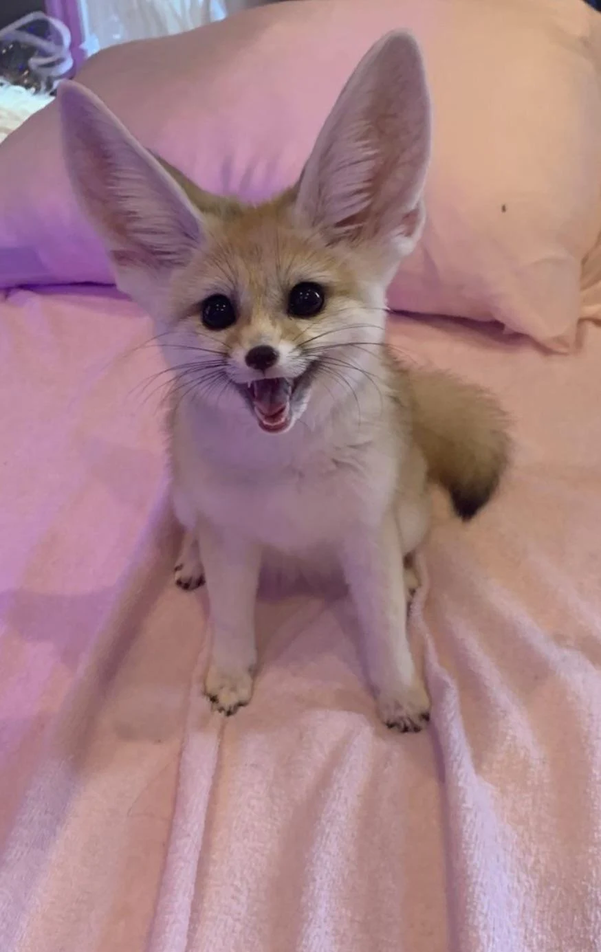 A Fennec fox pet🤩😍 | Scrolller