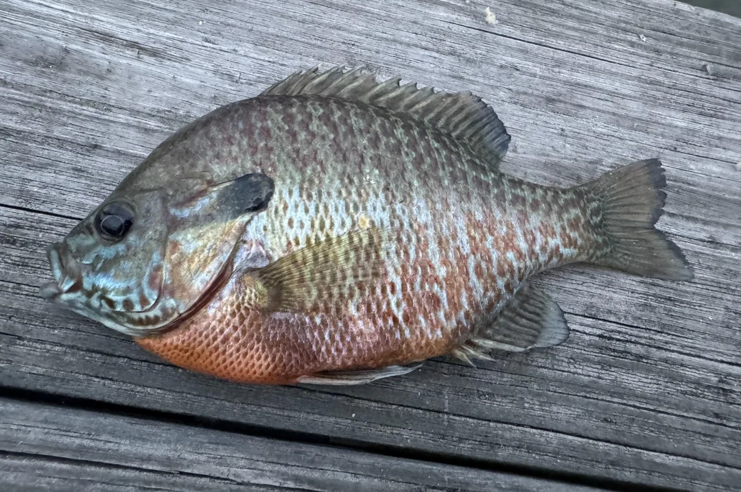 What's your go-to site or app to identify fish? | Scrolller