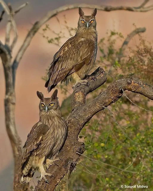 Dusky eagle-owl | Scrolller