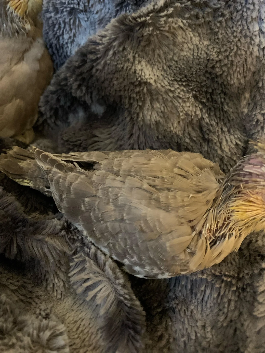 Is this pied gene? The father has spots behind his neck and none of the ...