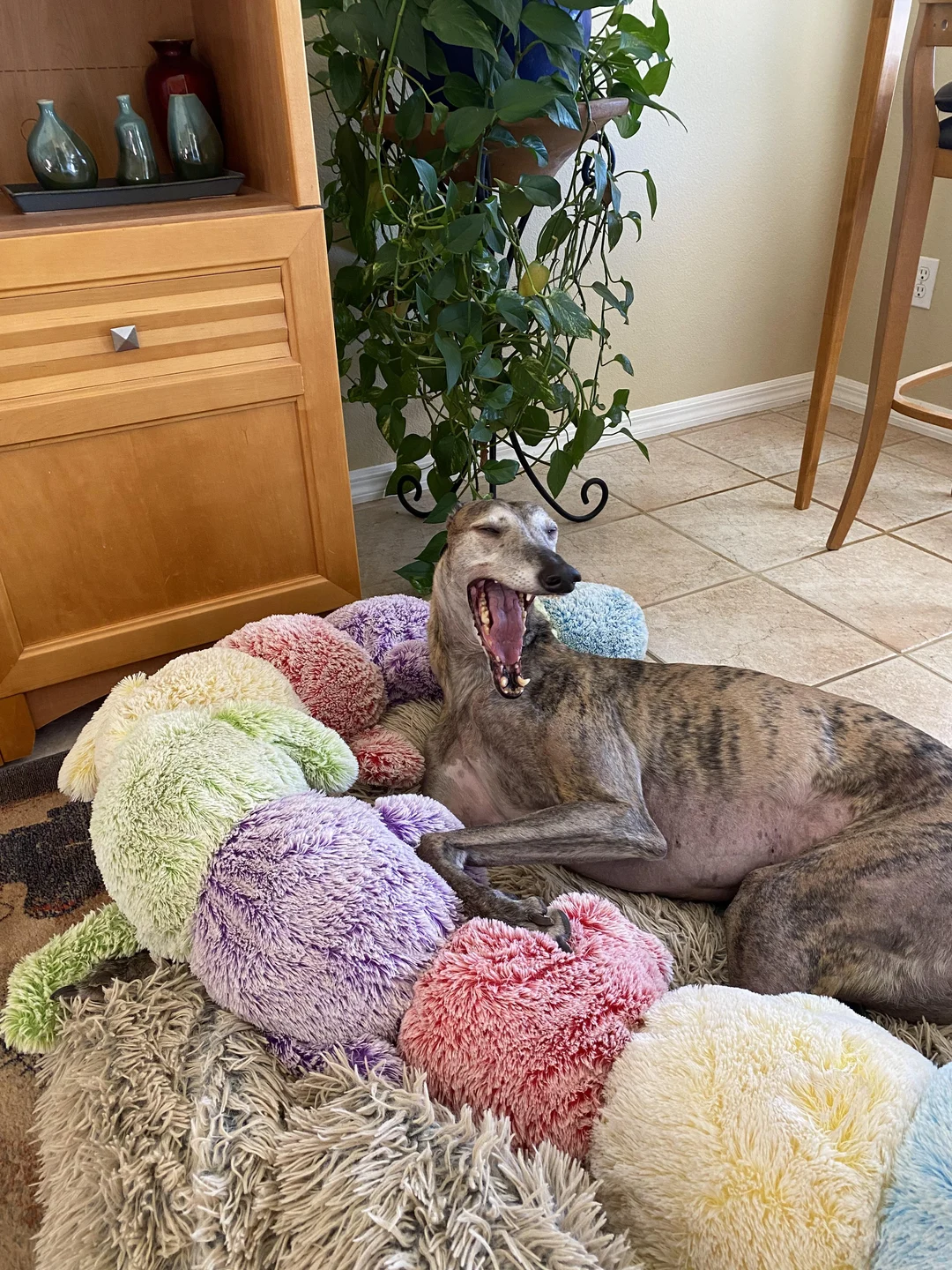 Cuddlepillar, a Greyhounds best friend | Scrolller