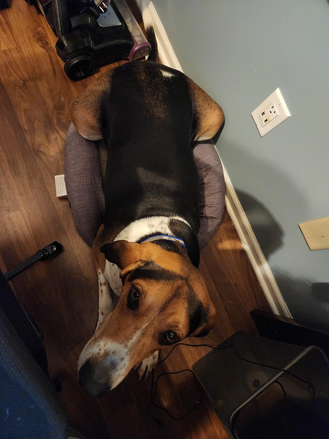 I'm not sure that bed fits you, bud | Scrolller