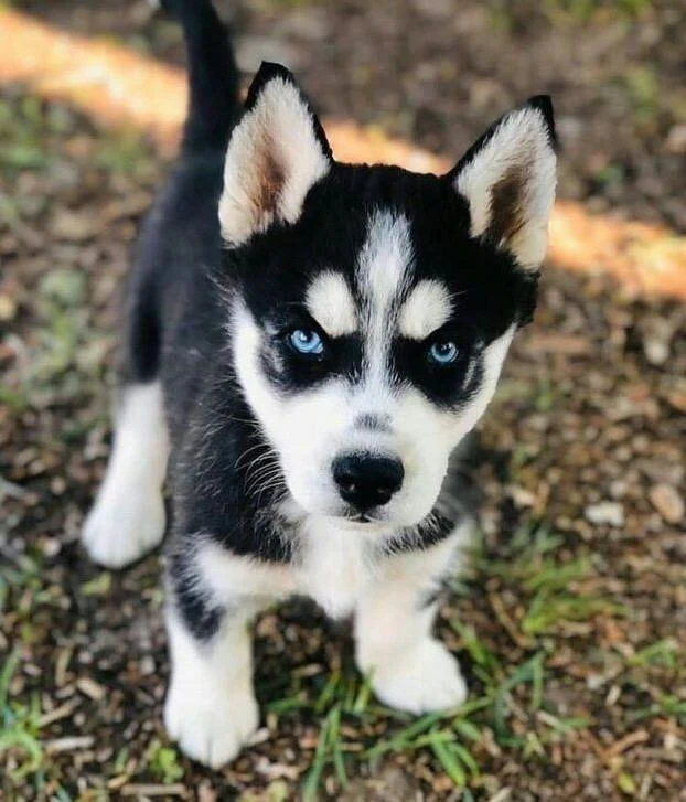 This Cute Black And White Siberian Husky 🐶 | Scrolller