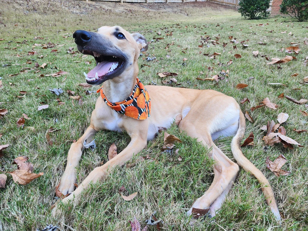 Someone went to the groomer and is super handsome. | Scrolller