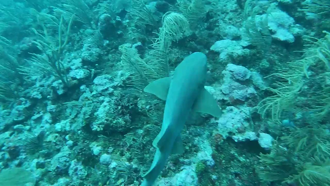 Nurse Shark in Belize! | Scrolller