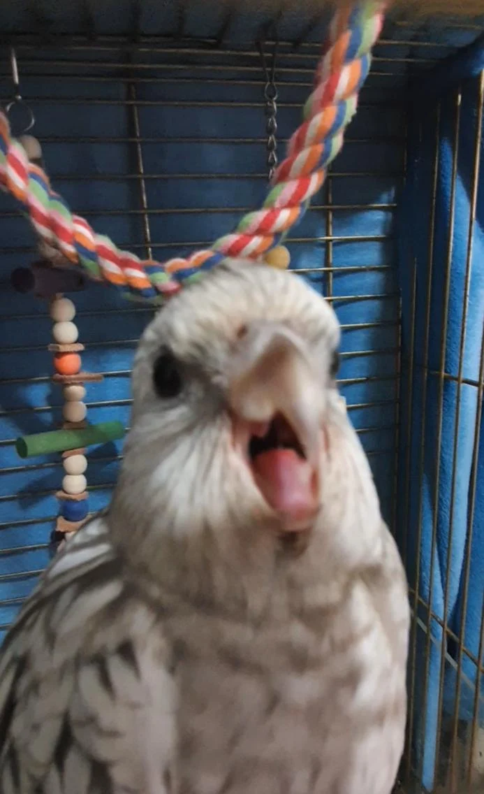 Attack mode activated | Scrolller