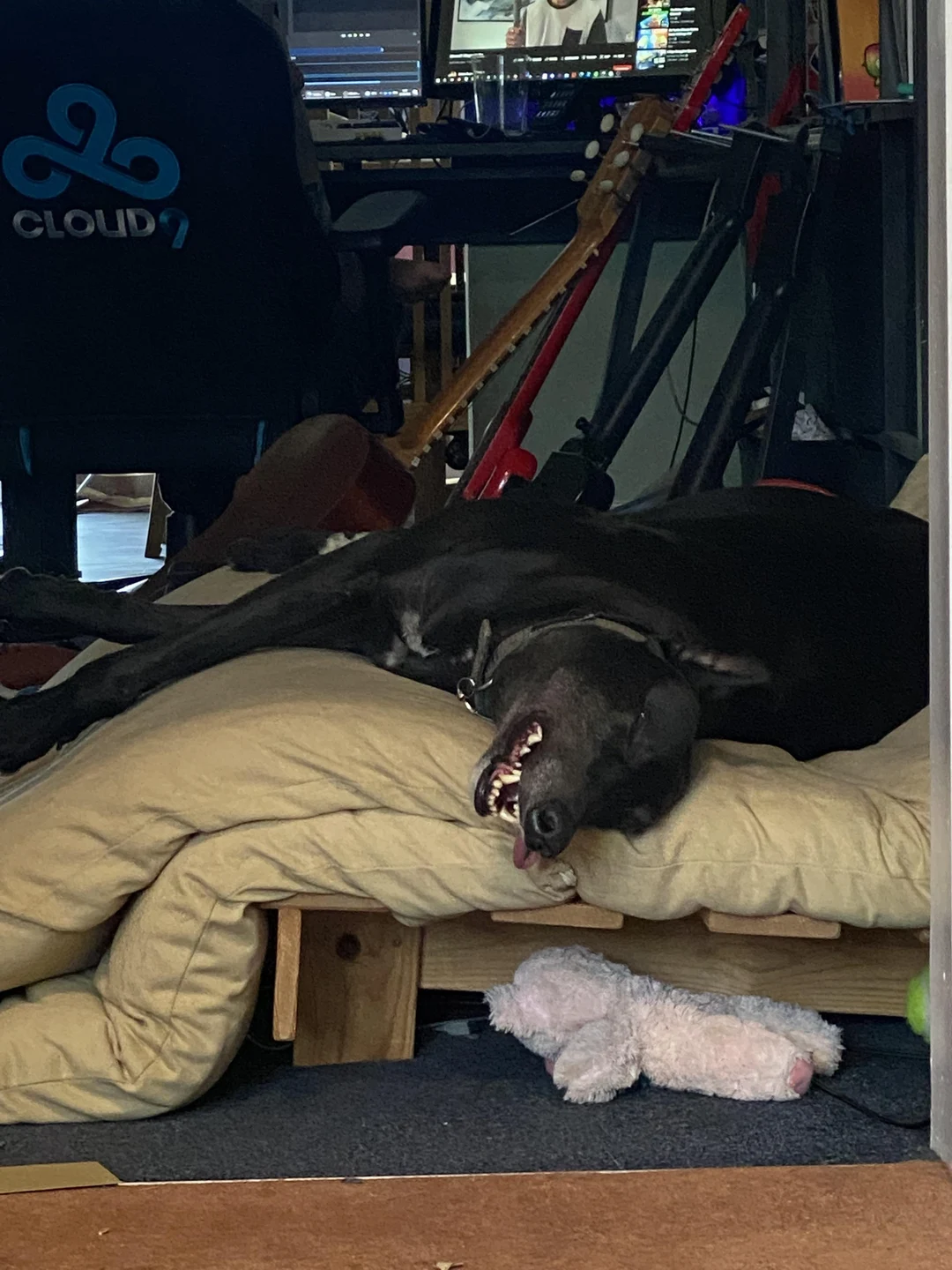 Zzzzzzing derp. | Scrolller