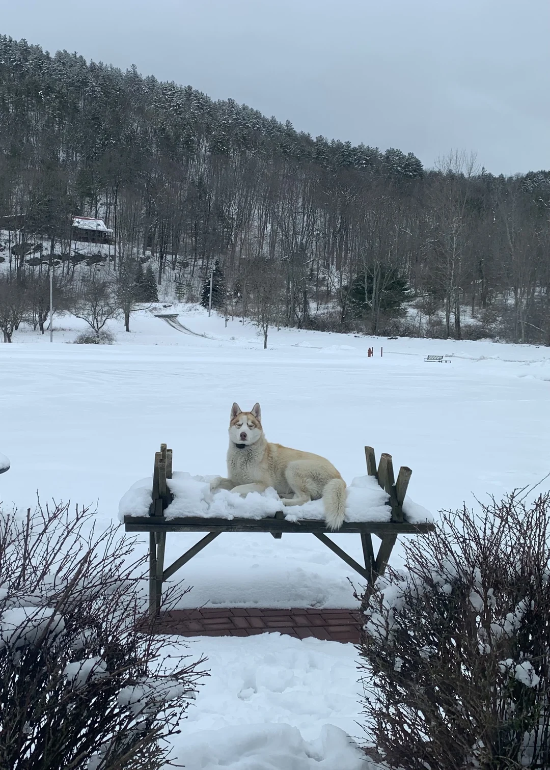 Poppy looking all handsome in the Vermont snow. | Scrolller