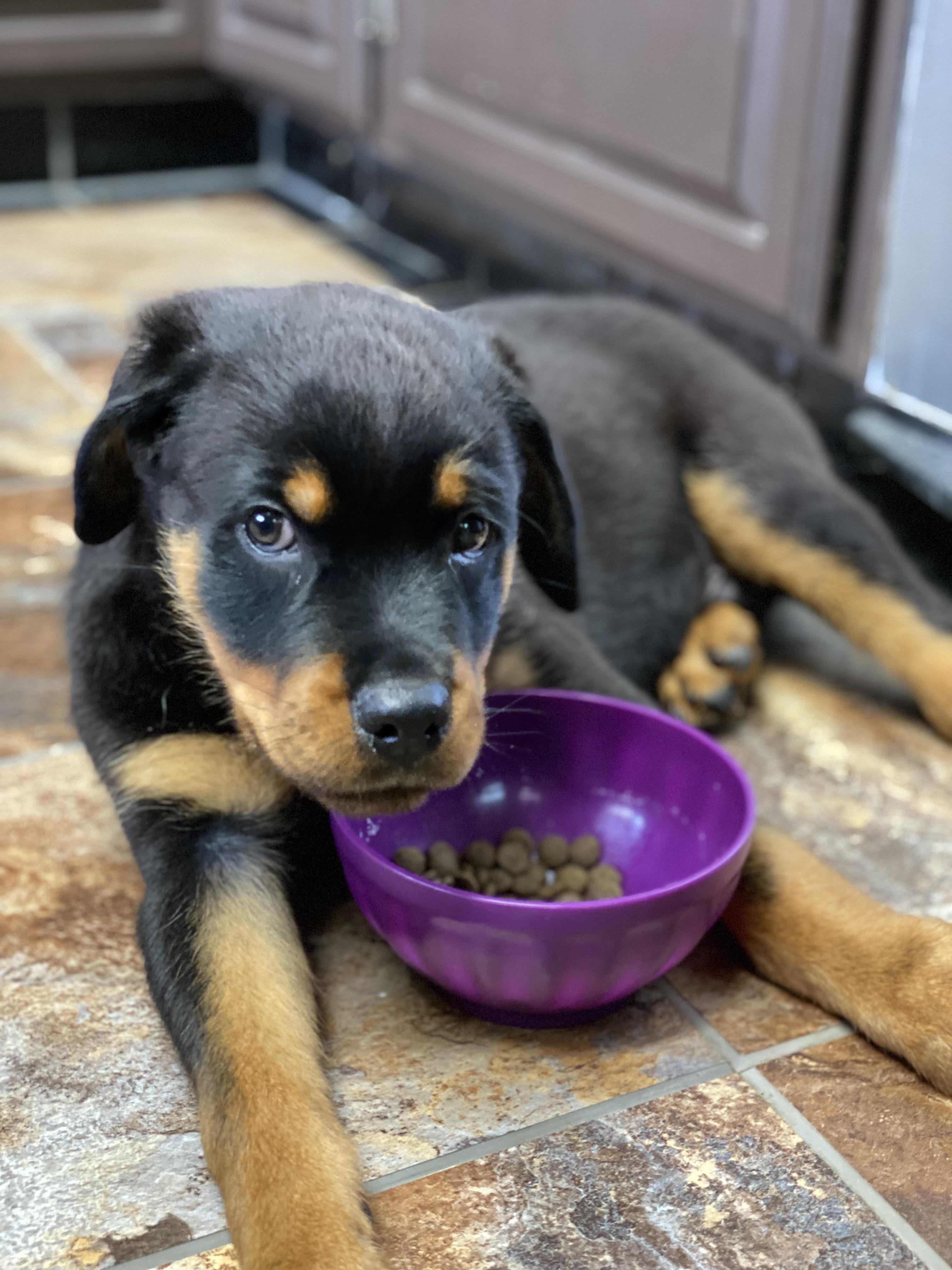 My first Rott. | Scrolller