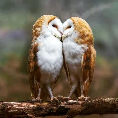 Little owls in progress ! | Scrolller