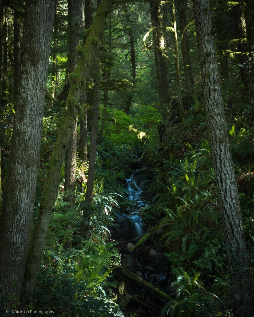 Tiny waterfall in the Vancouver Island rainforest [OC] [4403x5504] | Scrolller