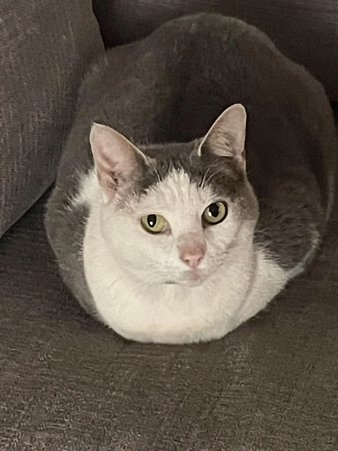 My cute loaf of a kitty | Scrolller