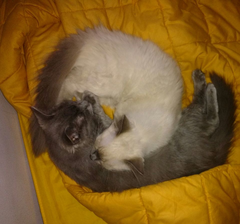 Yin yang | Scrolller