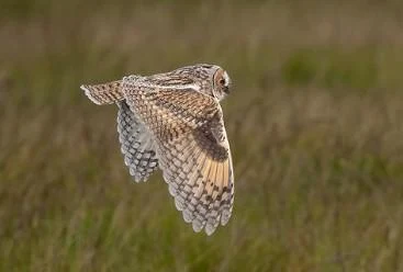 Long eared owl flying.. | Scrolller