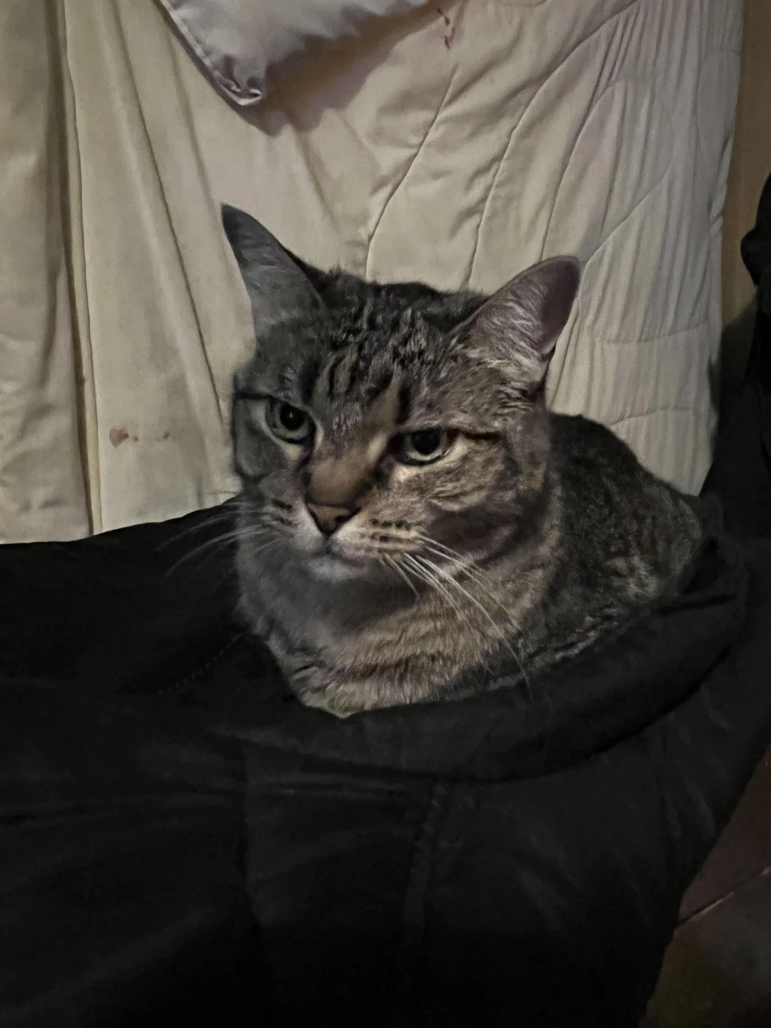 Angy toasted loaf | Scrolller