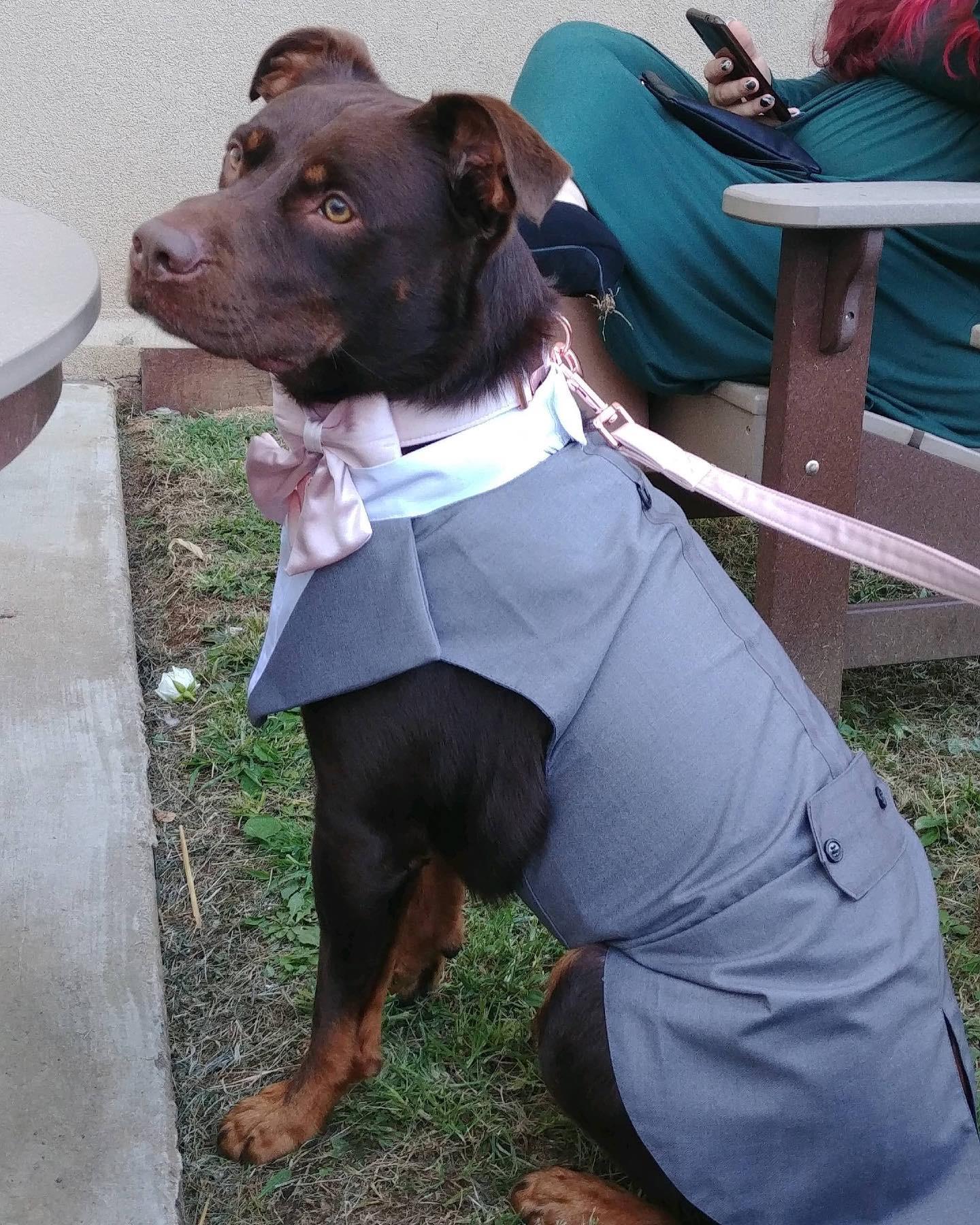 Look at him all dapper in his suit (OC) | Scrolller