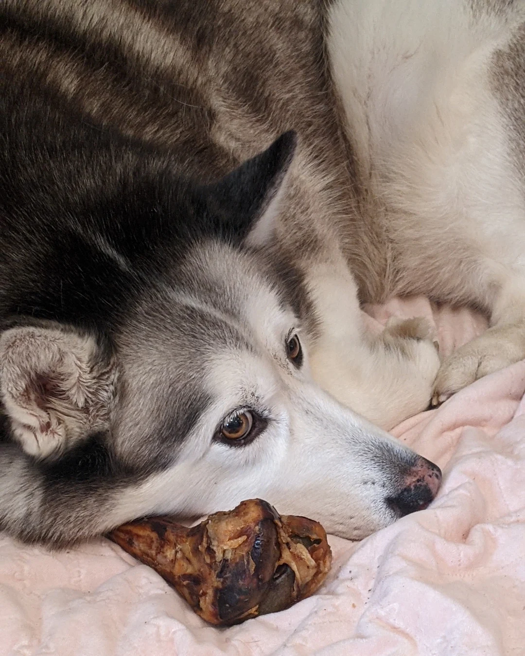 A Floof and Her Bone | Scrolller