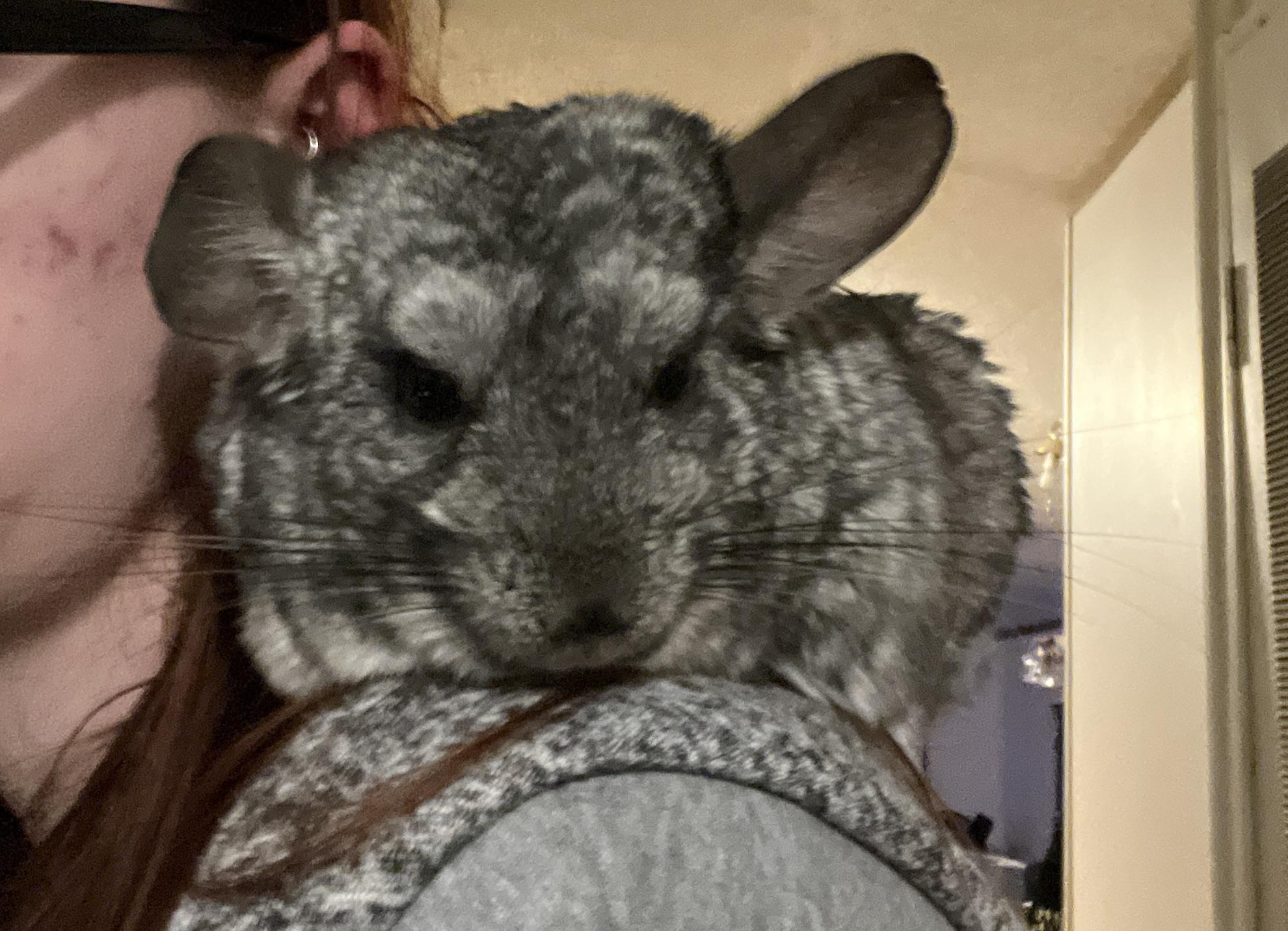 Shoulder Buddy Mochi | Scrolller