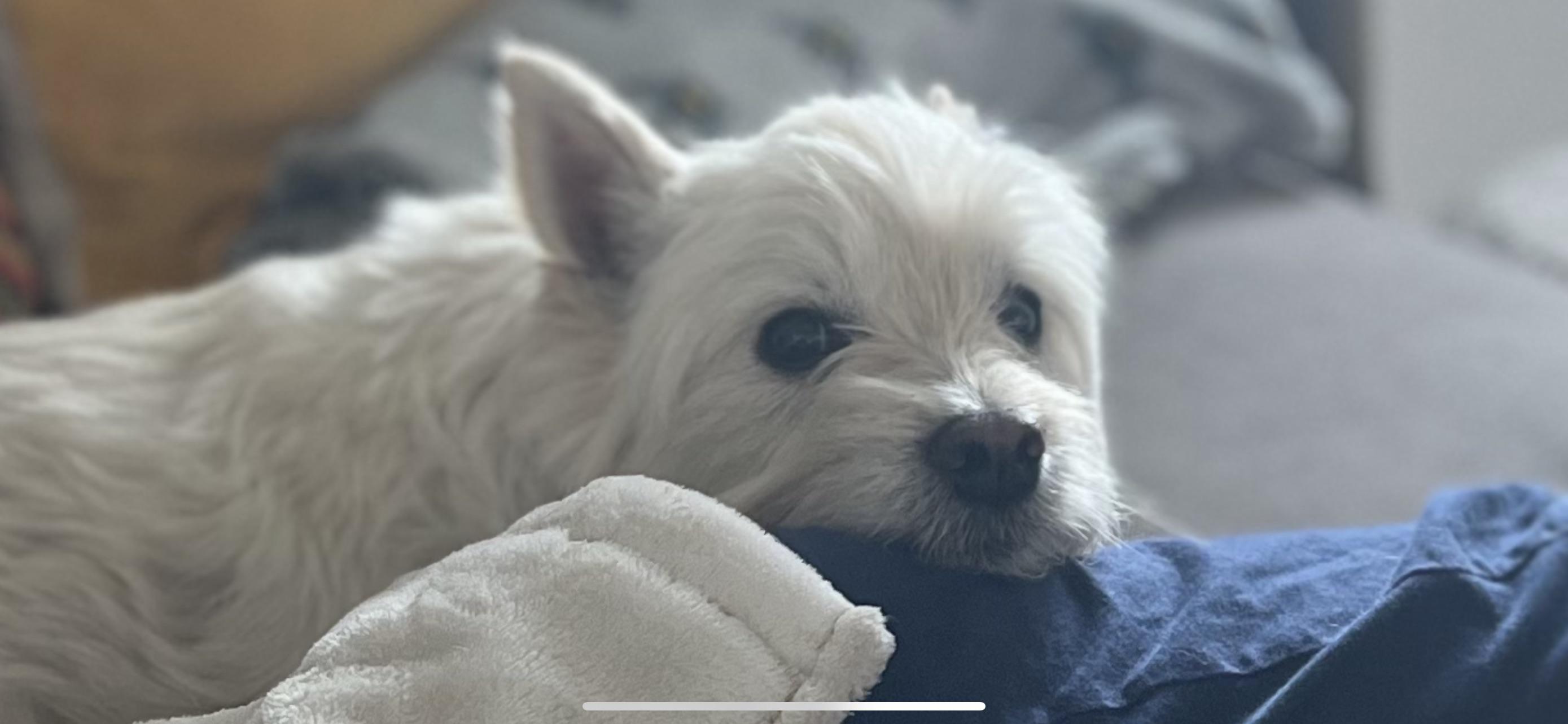 Bobby (OC) | Scrolller