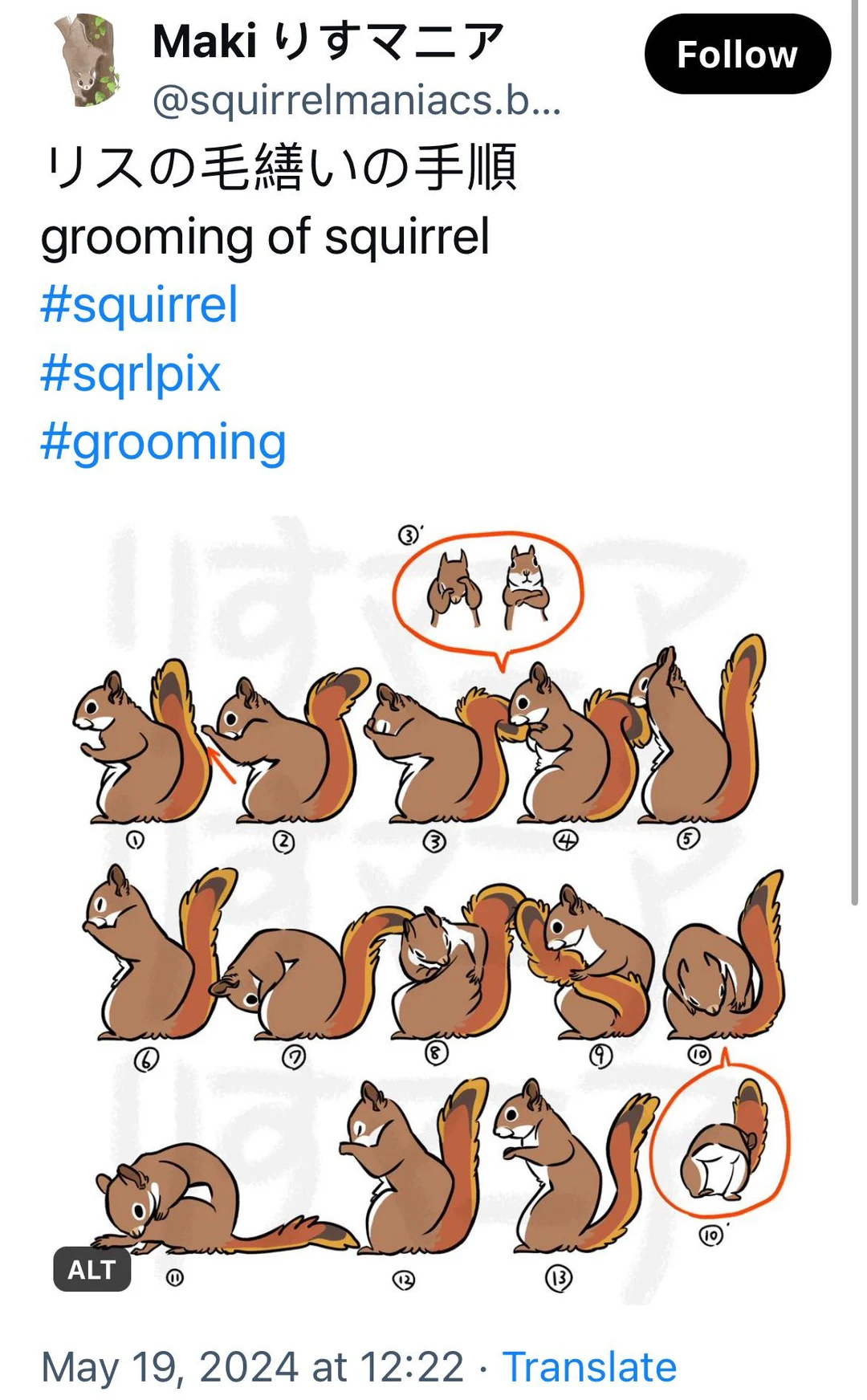 Squirrel Grooming Illustration | Scrolller