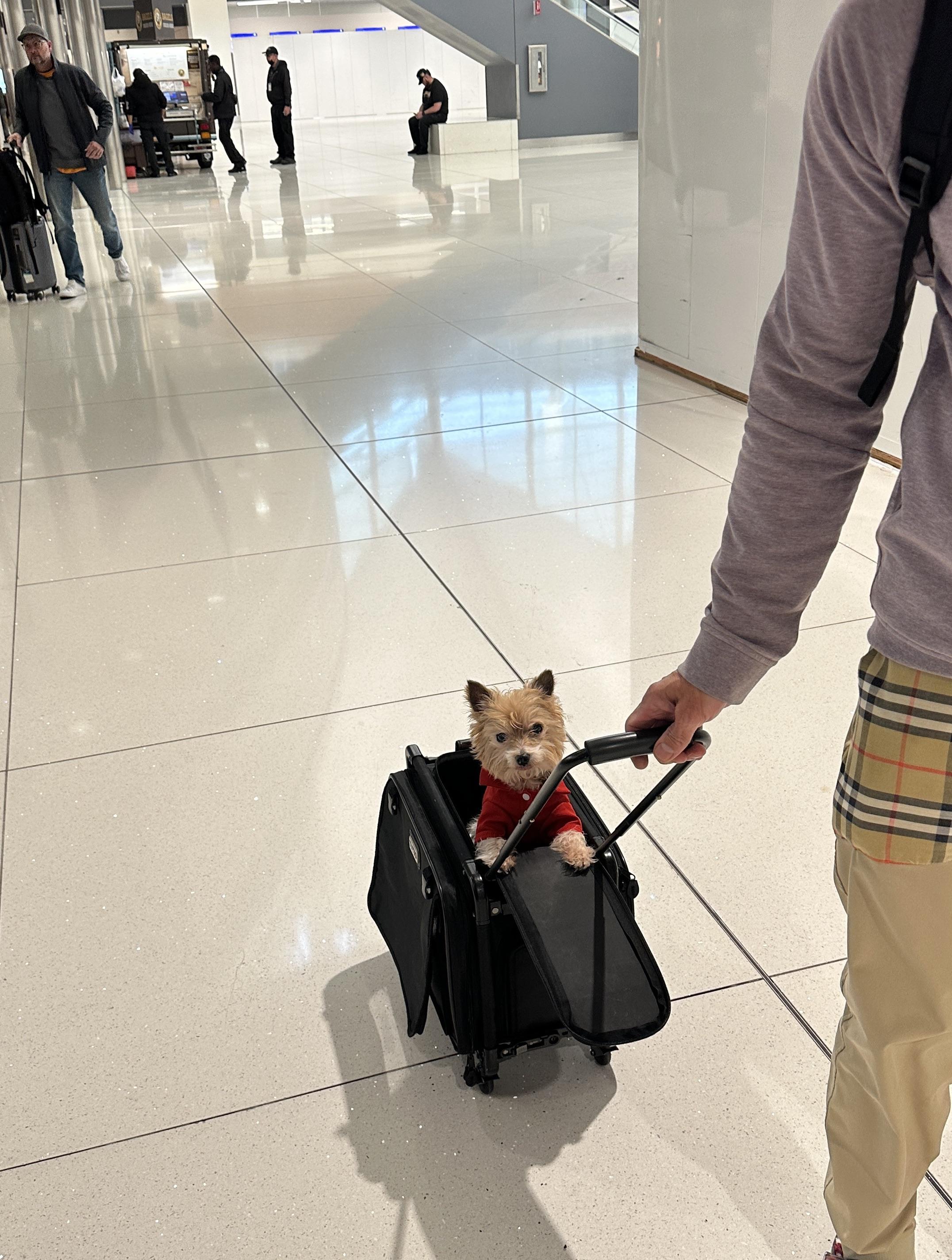 Squeaks the jet setter | Scrolller