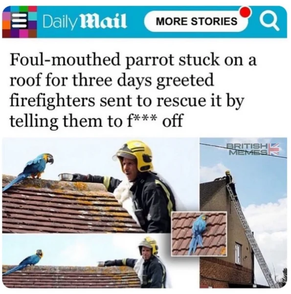 the ungrateful parrot | Scrolller