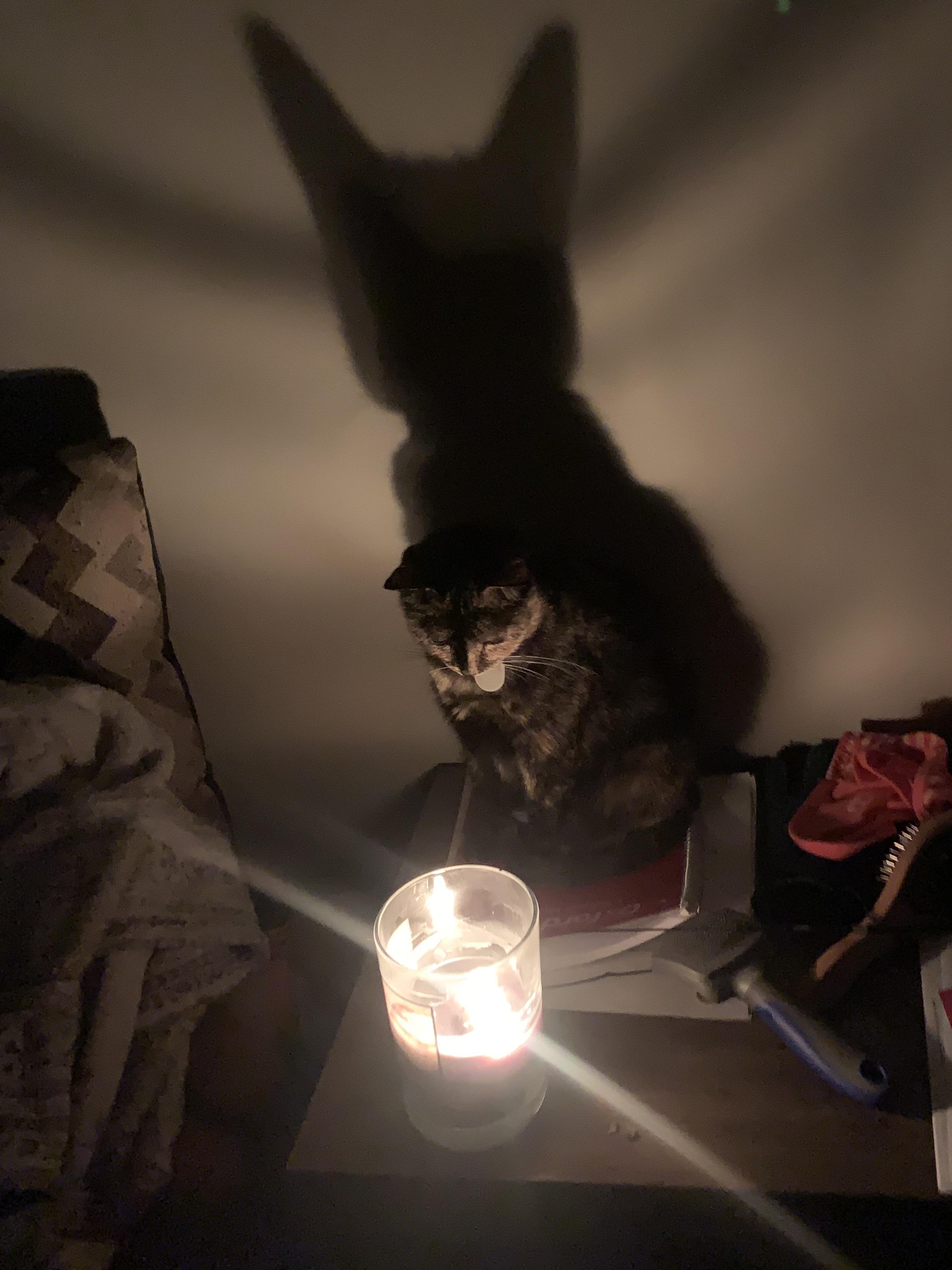 I've been calling her Cell Jr ever since | Scrolller