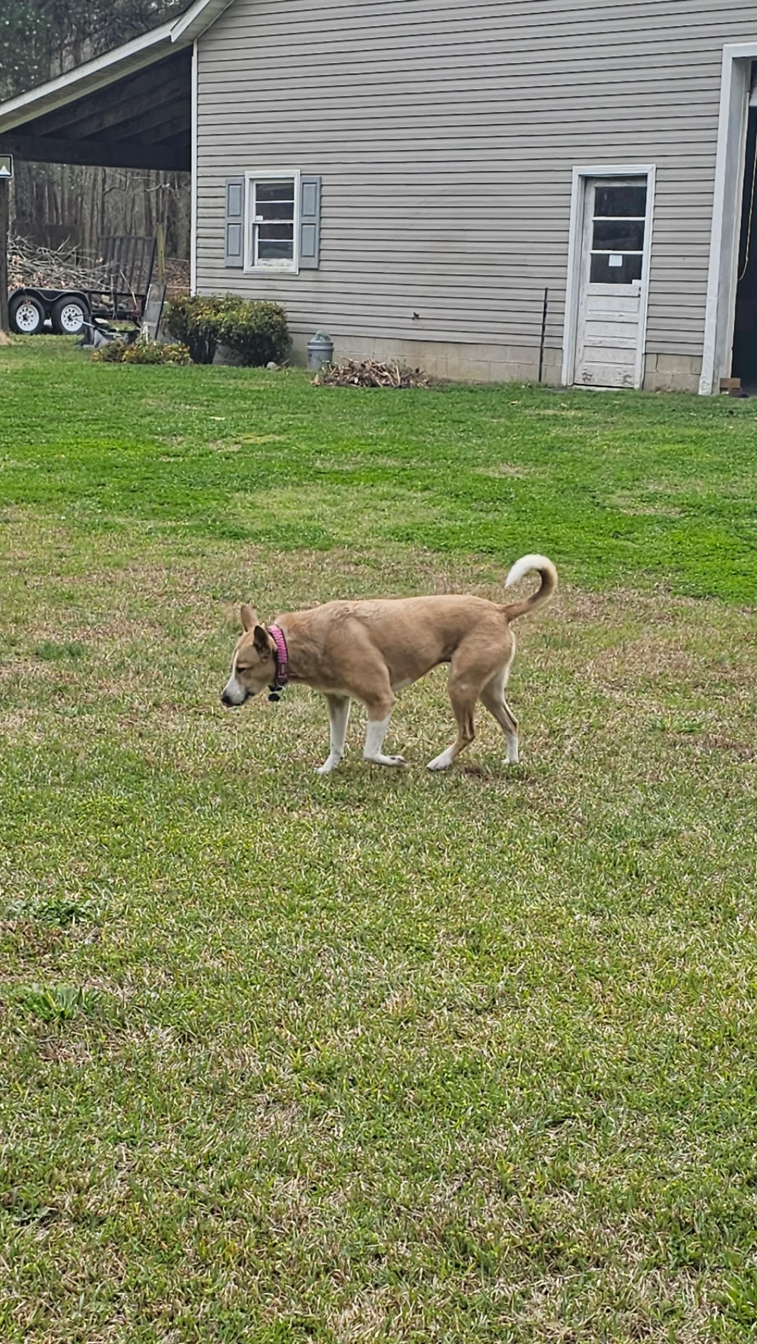 Juno, dingo on the prowl. | Scrolller