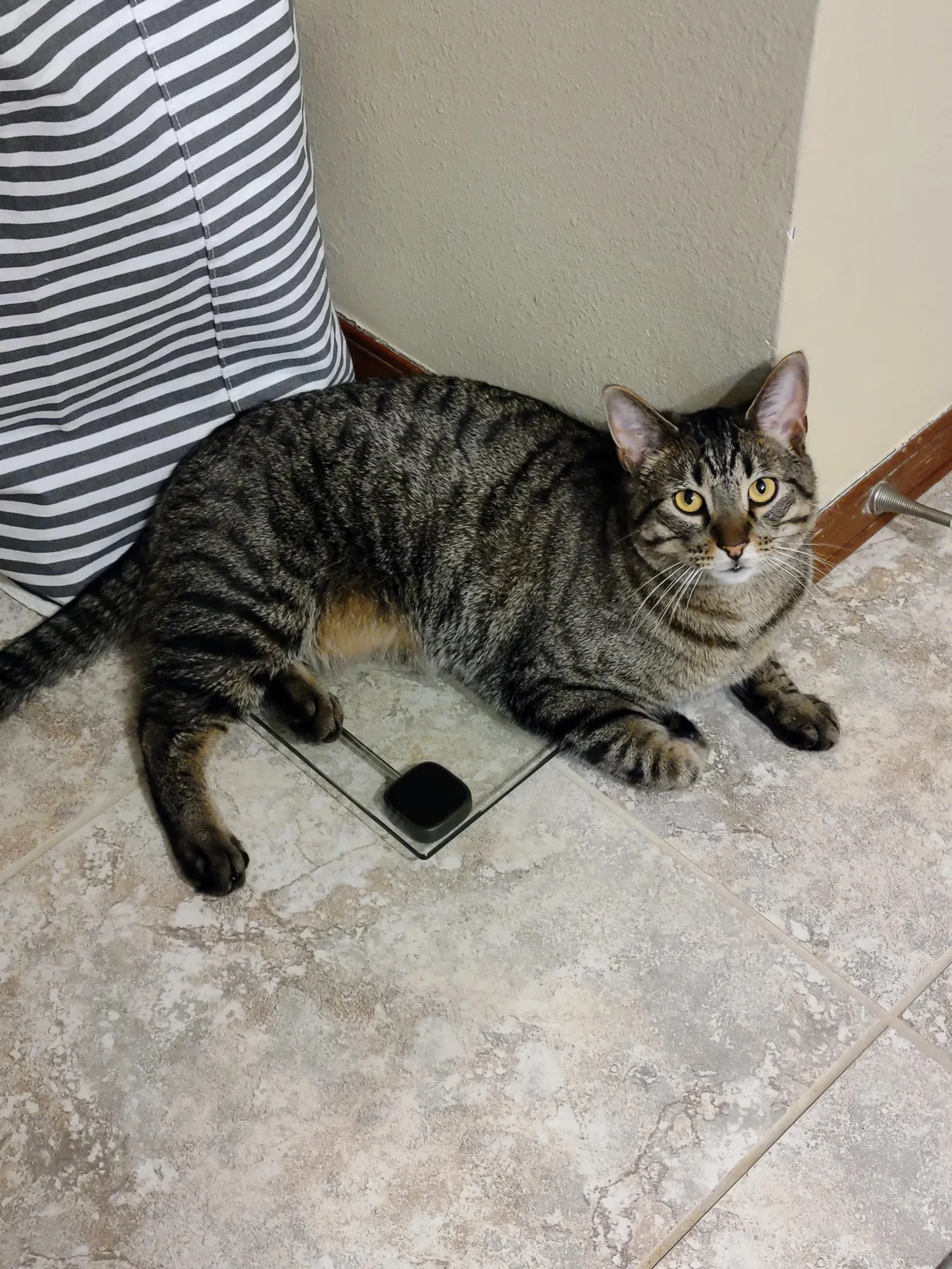 Caught mine on my scale, but I think he's trying to escape | Scrolller