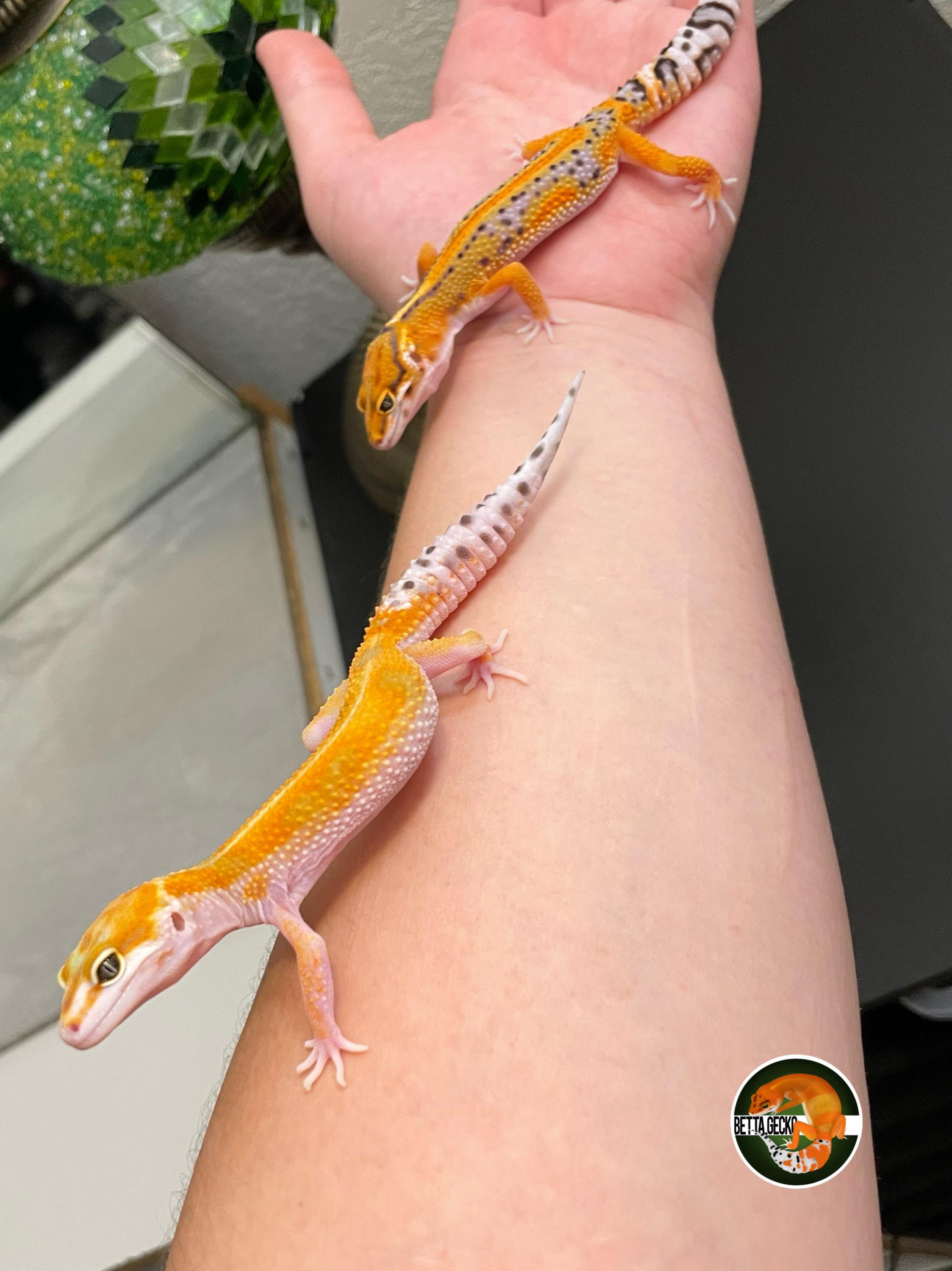[OC] beautiful sibling leopard geckos 🥰🦎 | Scrolller