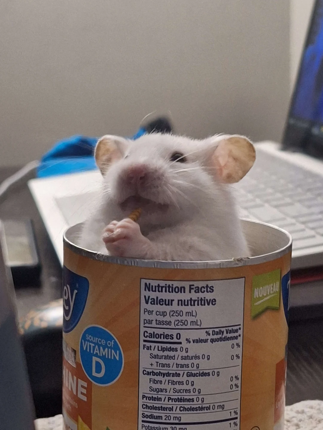 Here is my brain, hambo, AMA | Scrolller