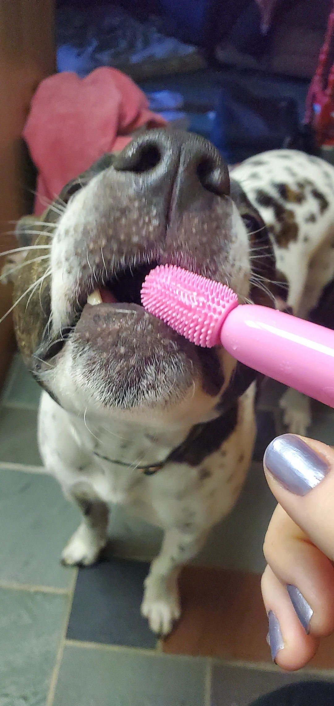 Brushy brushy the teefs | Scrolller