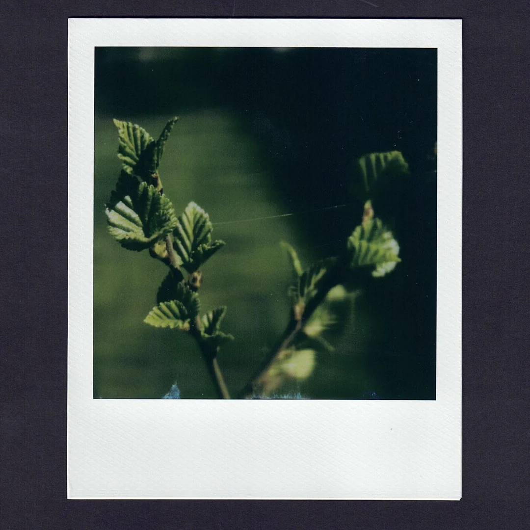 Spider Web – SLR 680 | Scrolller