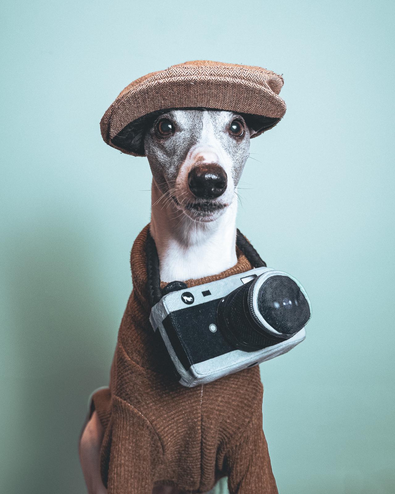 Paws for a moment and say "fleas"! | Scrolller