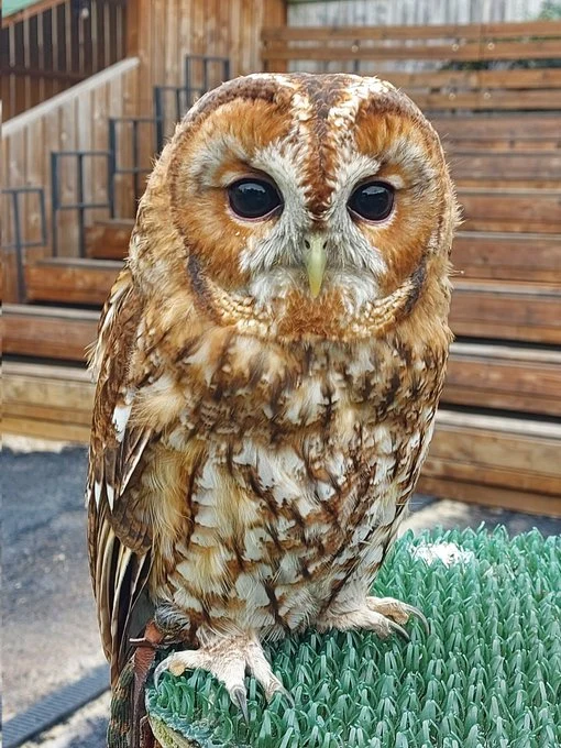 Beautiful owl . | Scrolller