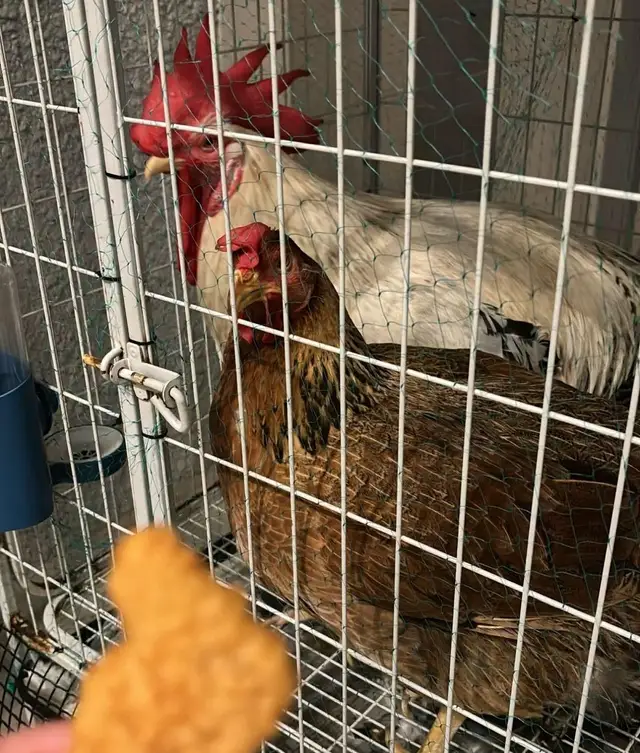 Yummy Chicken... | Scrolller